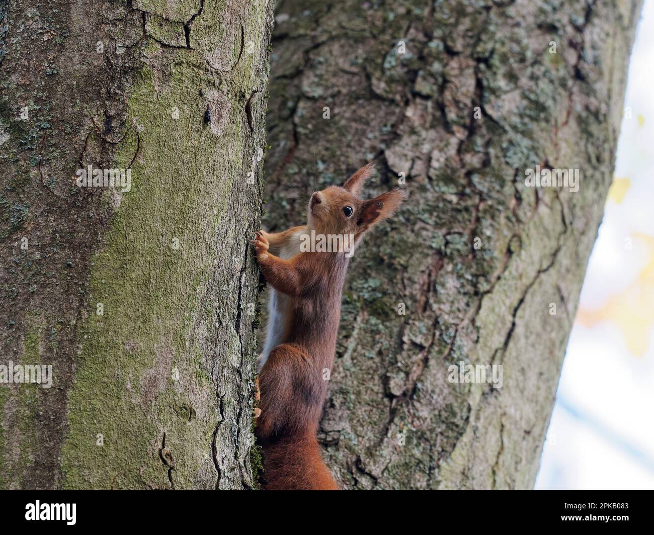 Eurasian squirrel, squirrel, tom oak, Sciurus vulgaris Stock Photo - Alamy