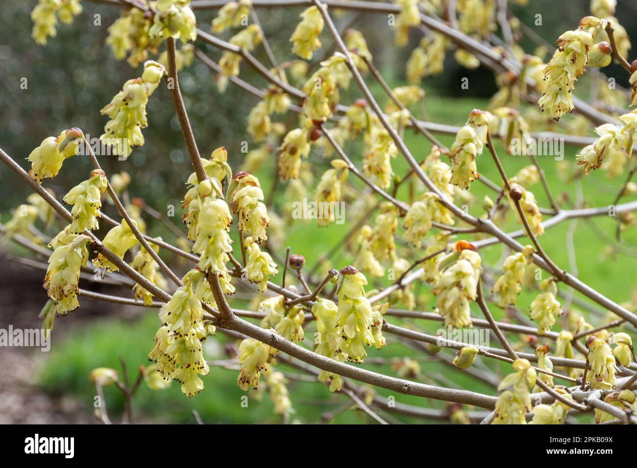 Yellow flowers of Corylopsis sinensis var. cavescens, a winter hazel ...