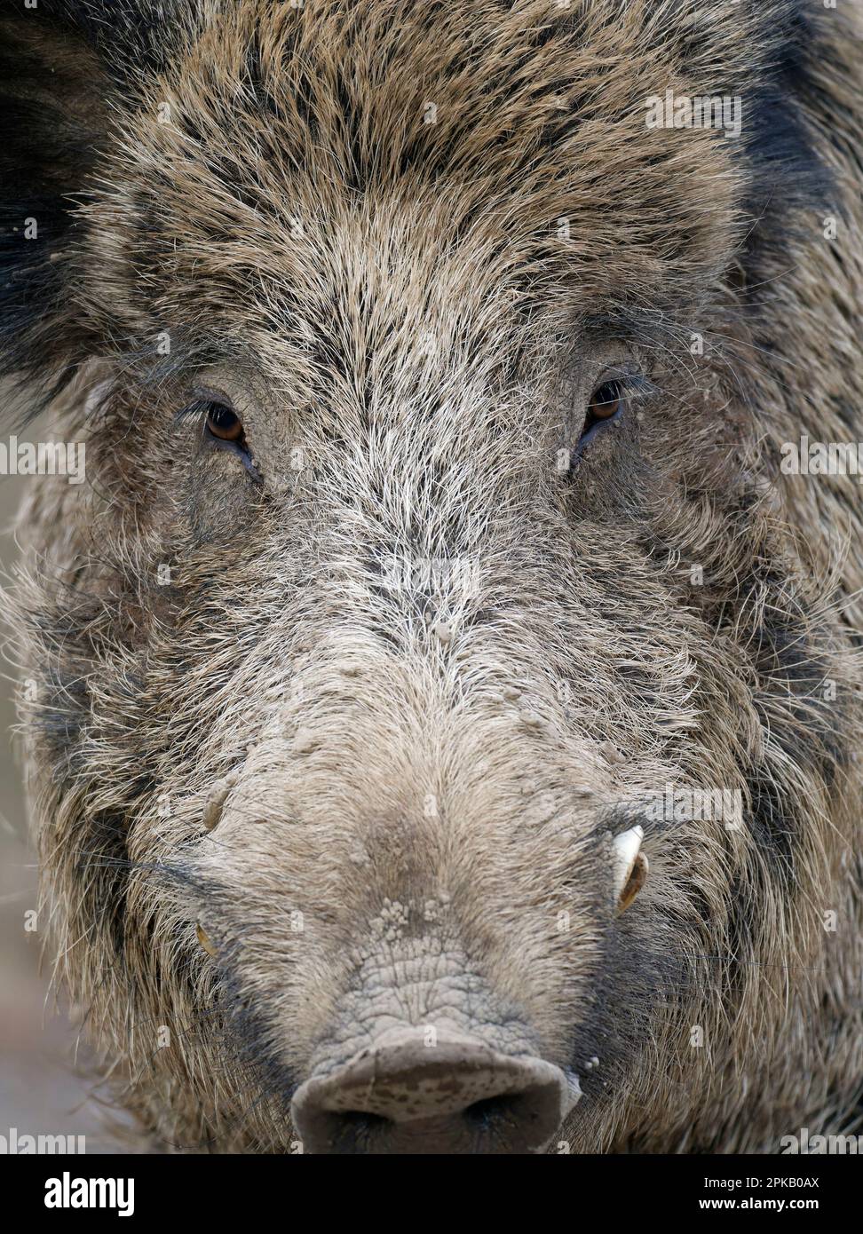 Wild boar, Sus scrofa Stock Photo - Alamy