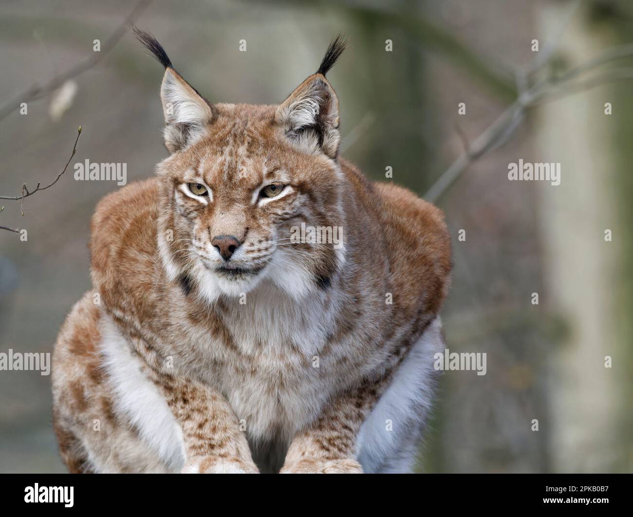 Eurasian lynx, northern lynx, Lynx lynx, lynx Stock Photo - Alamy