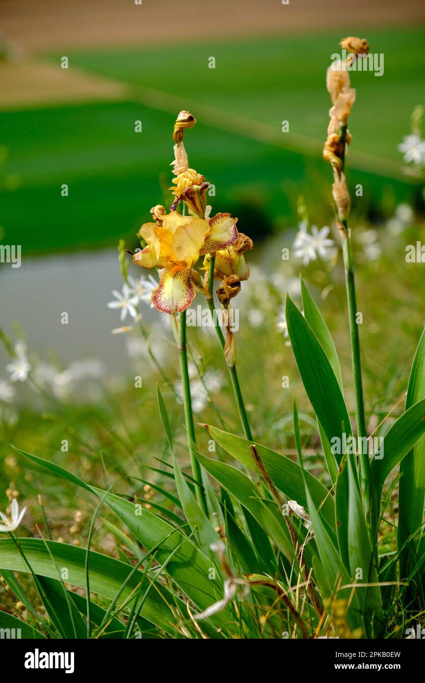 Dwarf iris, Danford iris, iris reticulata Stock Photo - Alamy