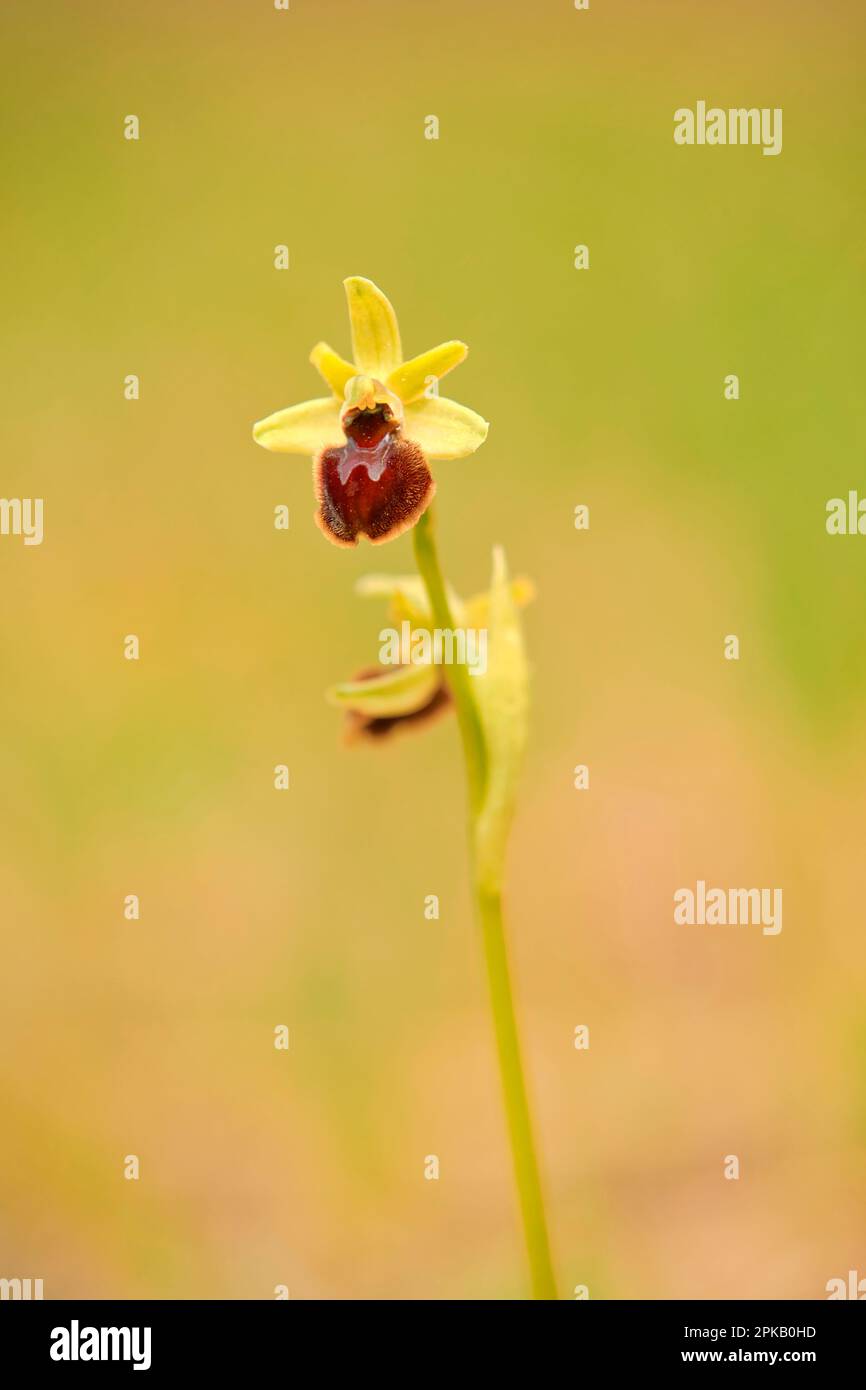 Large spiderwort, Ophrys sphegodes Stock Photo - Alamy