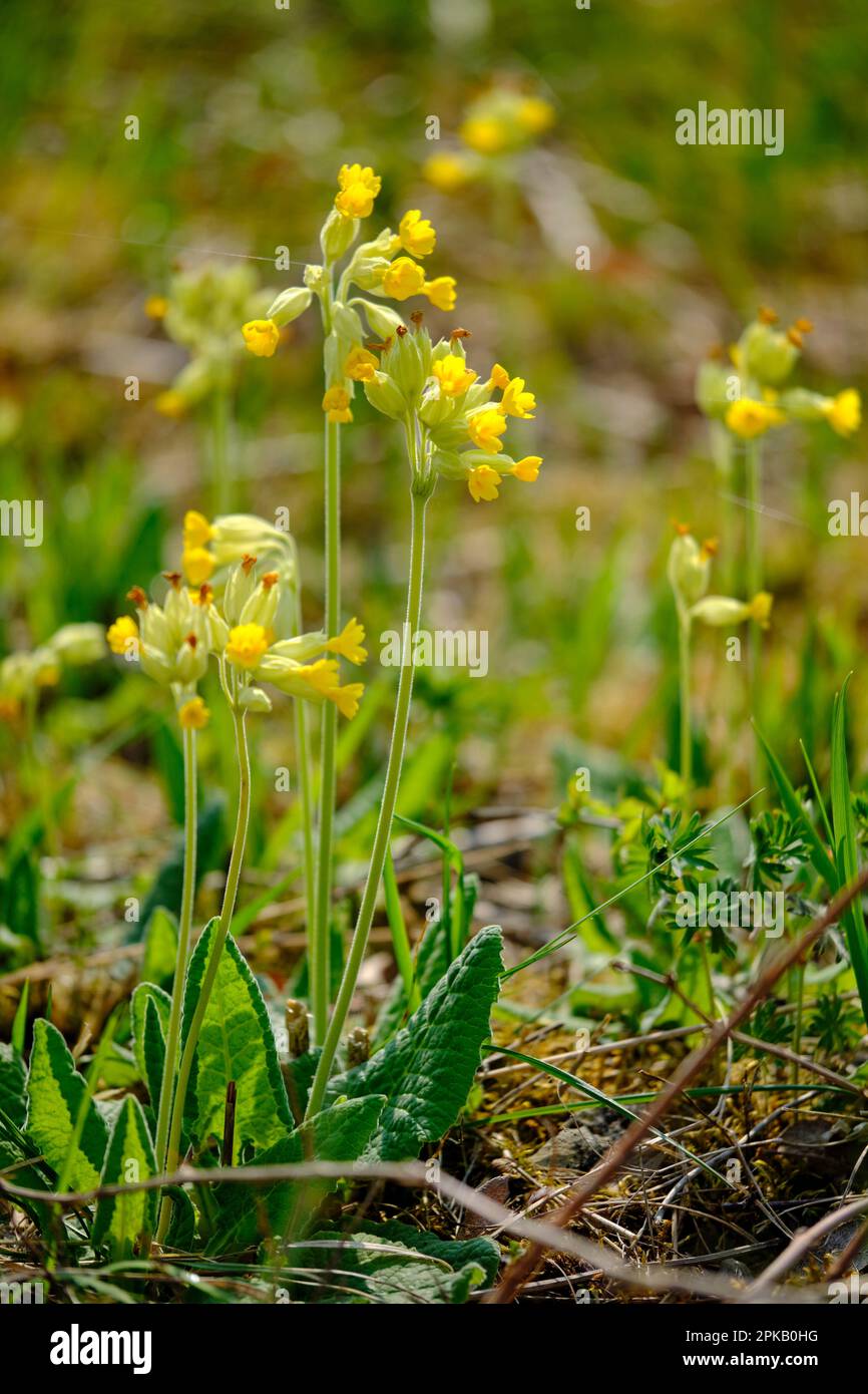 Cowslip portrait hi-res stock photography and images - Alamy