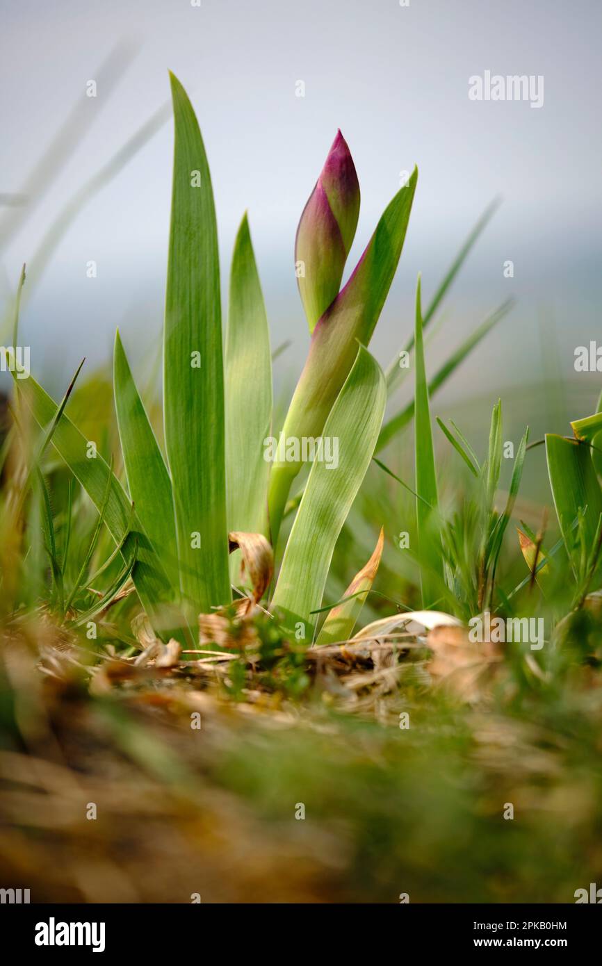 Dwarf iris, Danford iris, iris reticulata Stock Photo - Alamy