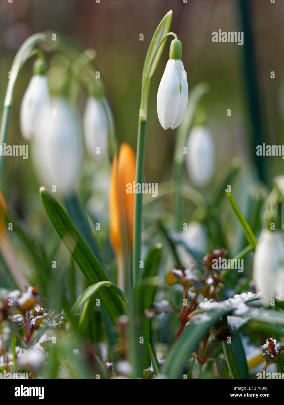 Snowdrop and crocus galanthus hi-res stock photography and images - Alamy