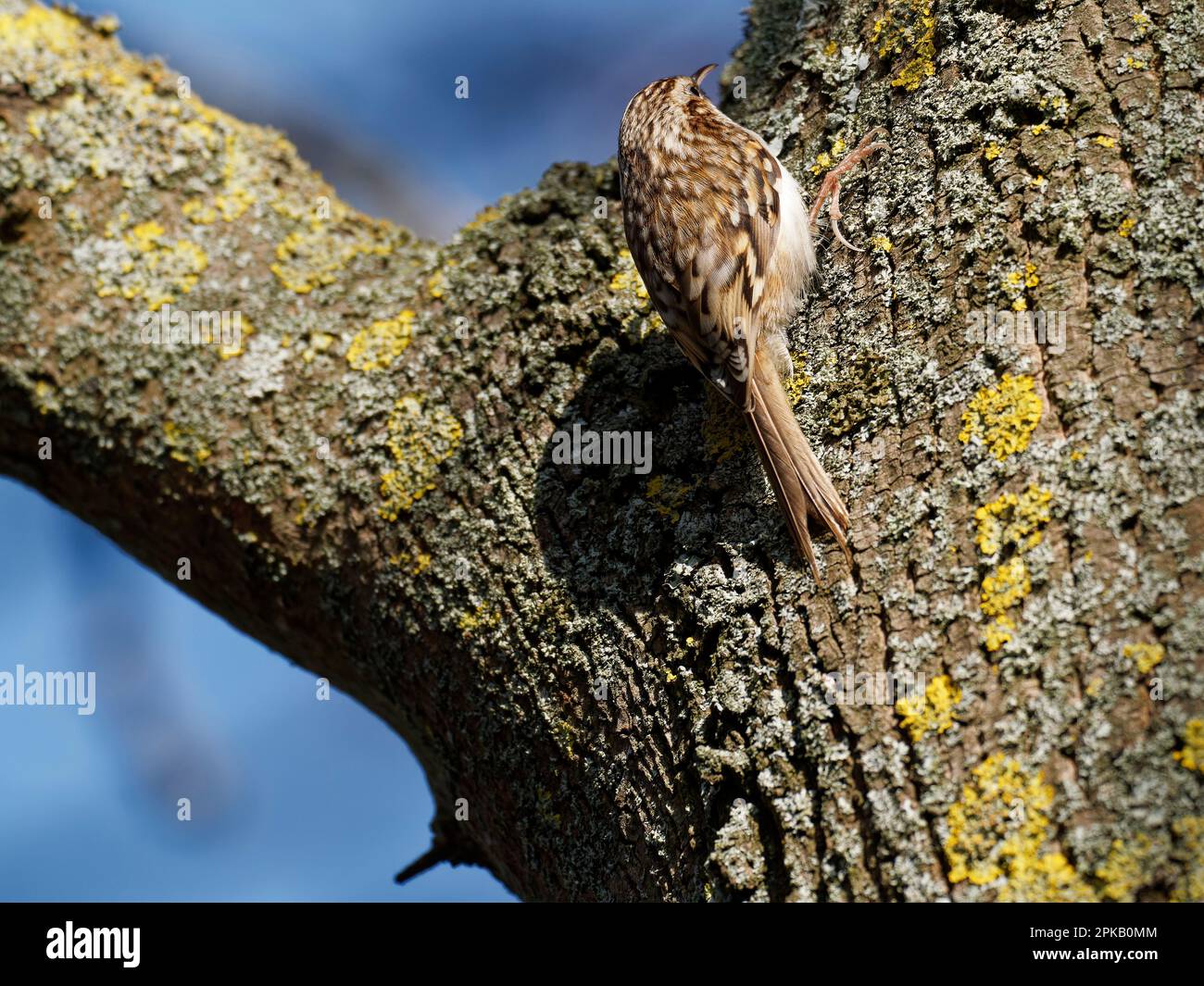 Certhia familiaris treecreeper hi-res stock photography and images - Alamy