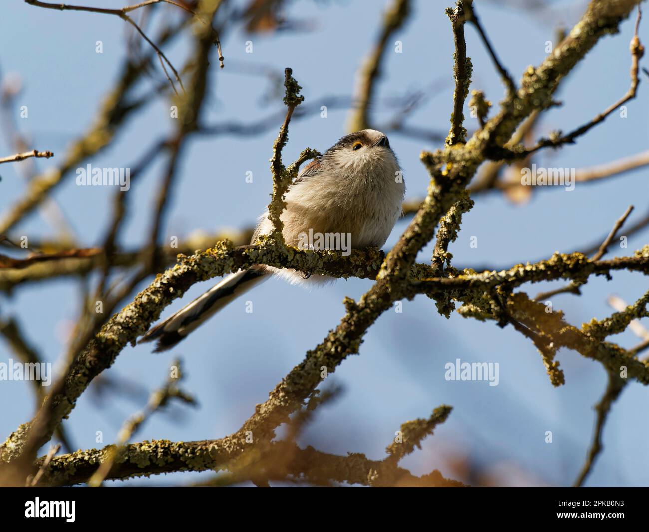 long-tailed tit, Aegithalos caudatus Stock Photo - Alamy