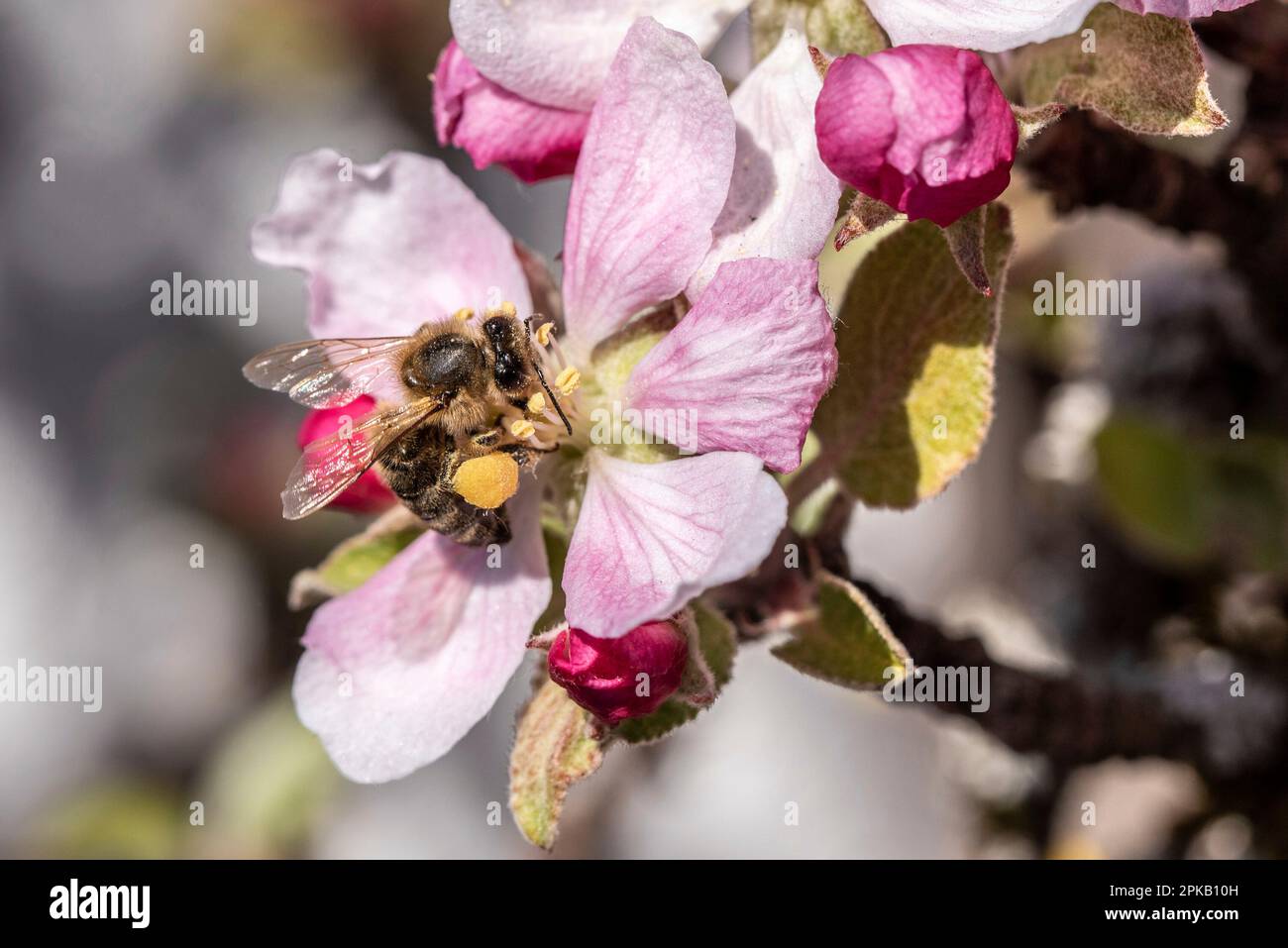 Honey bee in the tree hi-res stock photography and images - Alamy