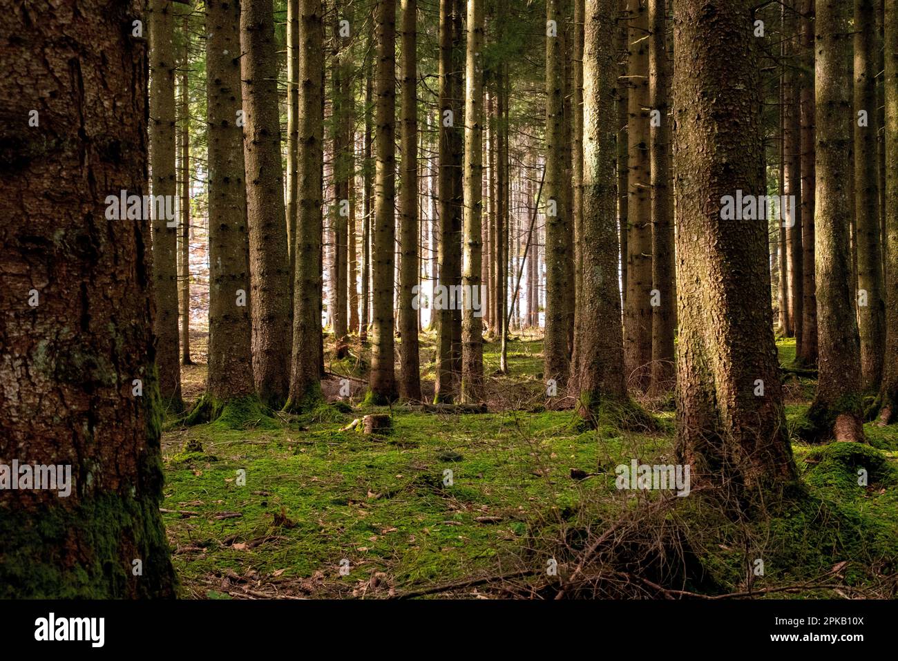 Sun shining through a forest in the Bavarian alps Stock Photo - Alamy
