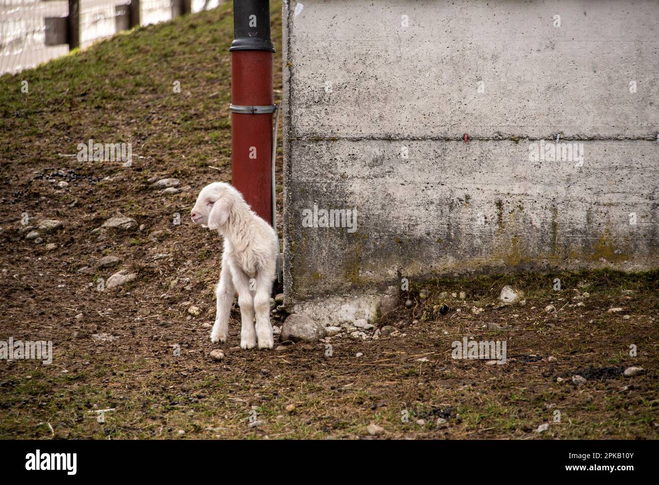 A young white lamb jumping happily around in its shed Stock Photo - Alamy
