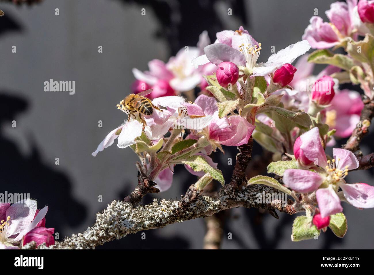 A bee gathering busy nectar on an apple tree in springtime Stock Photo ...