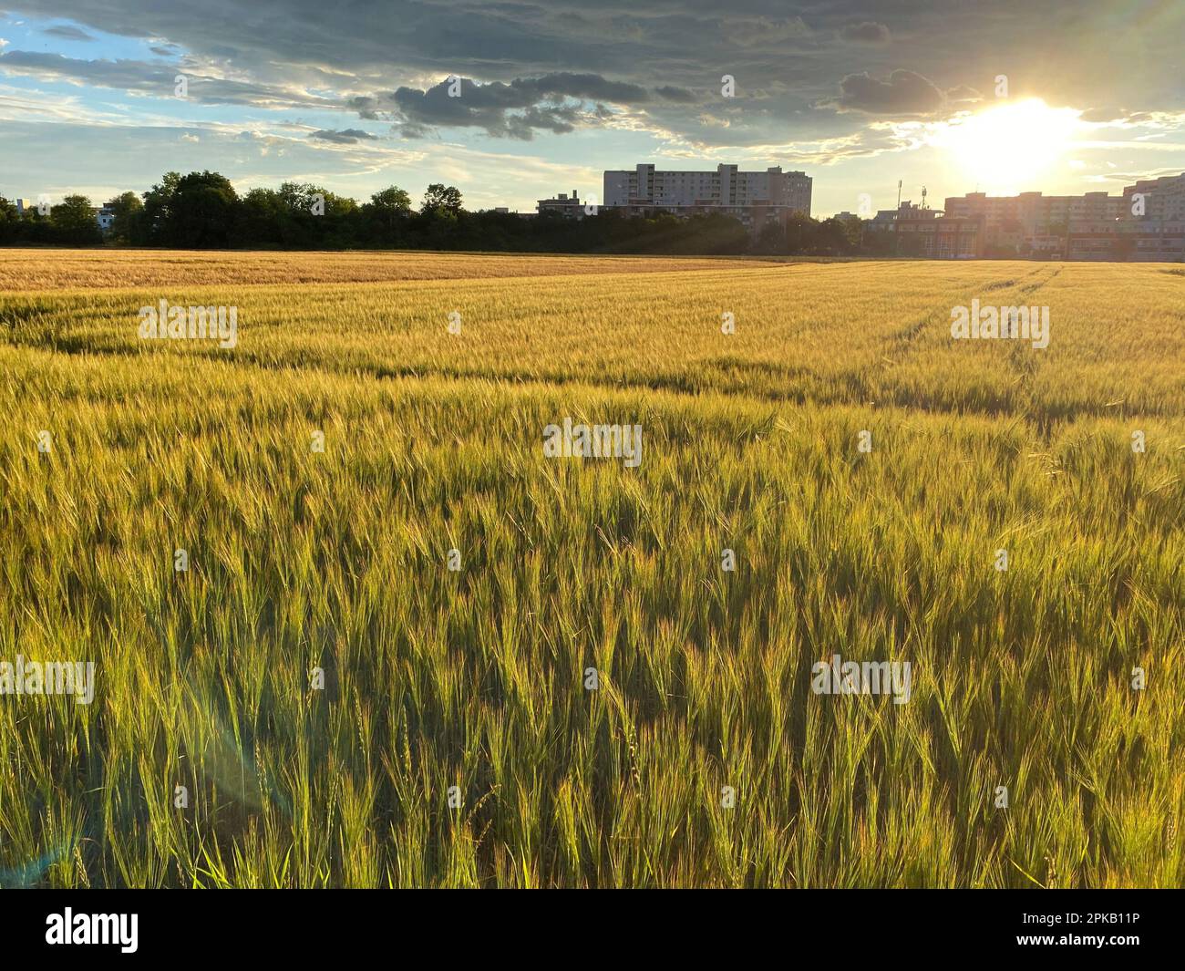 Wheatfield hi-res stock photography and images - Alamy