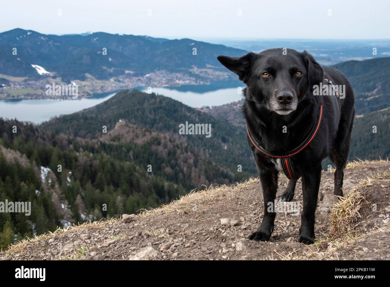 Hiking with a dog during early spring in the Bavarian alps near ...