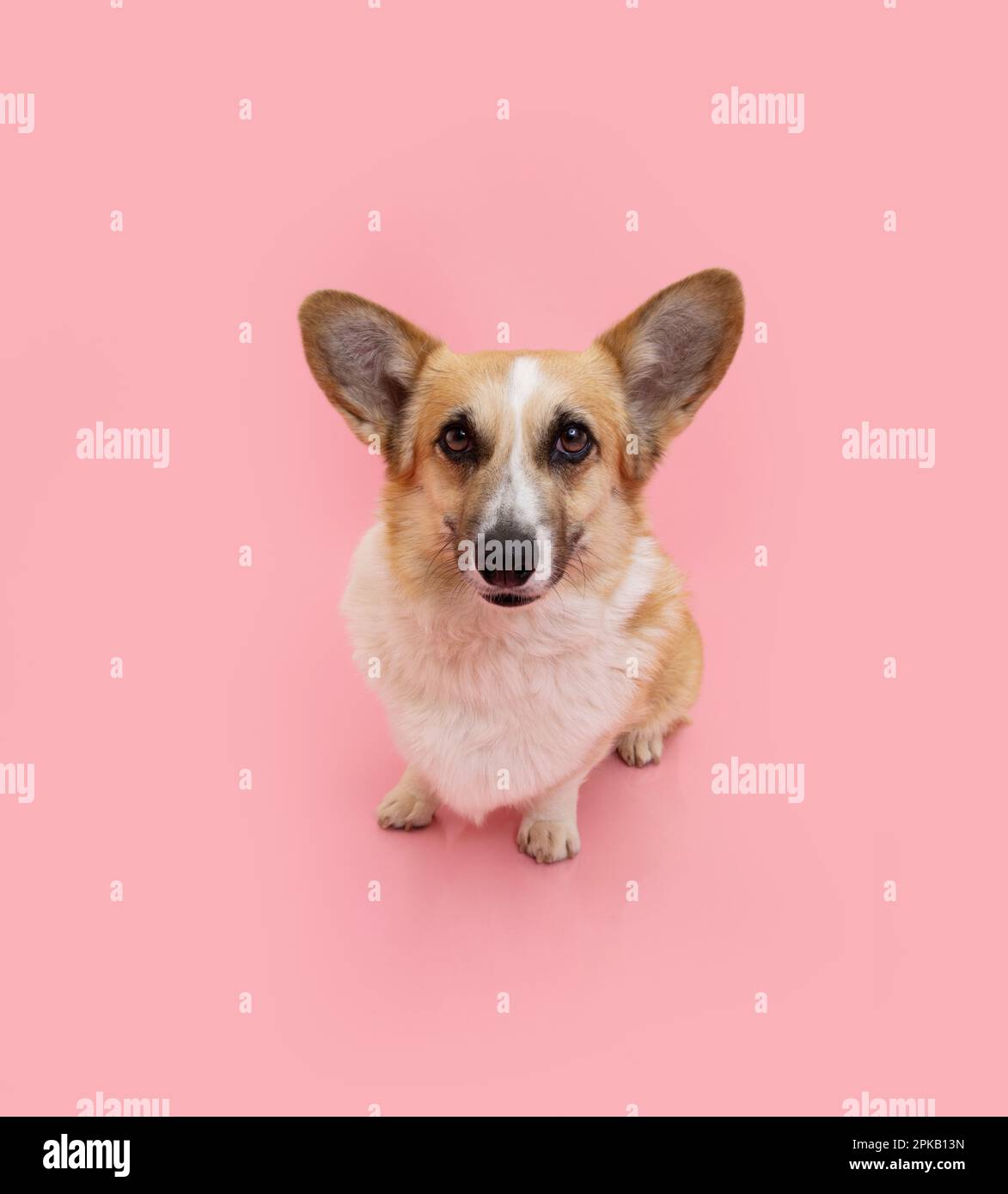 Portrait welsh corgi pembroke dog looking at camera. Isolated on pink ...
