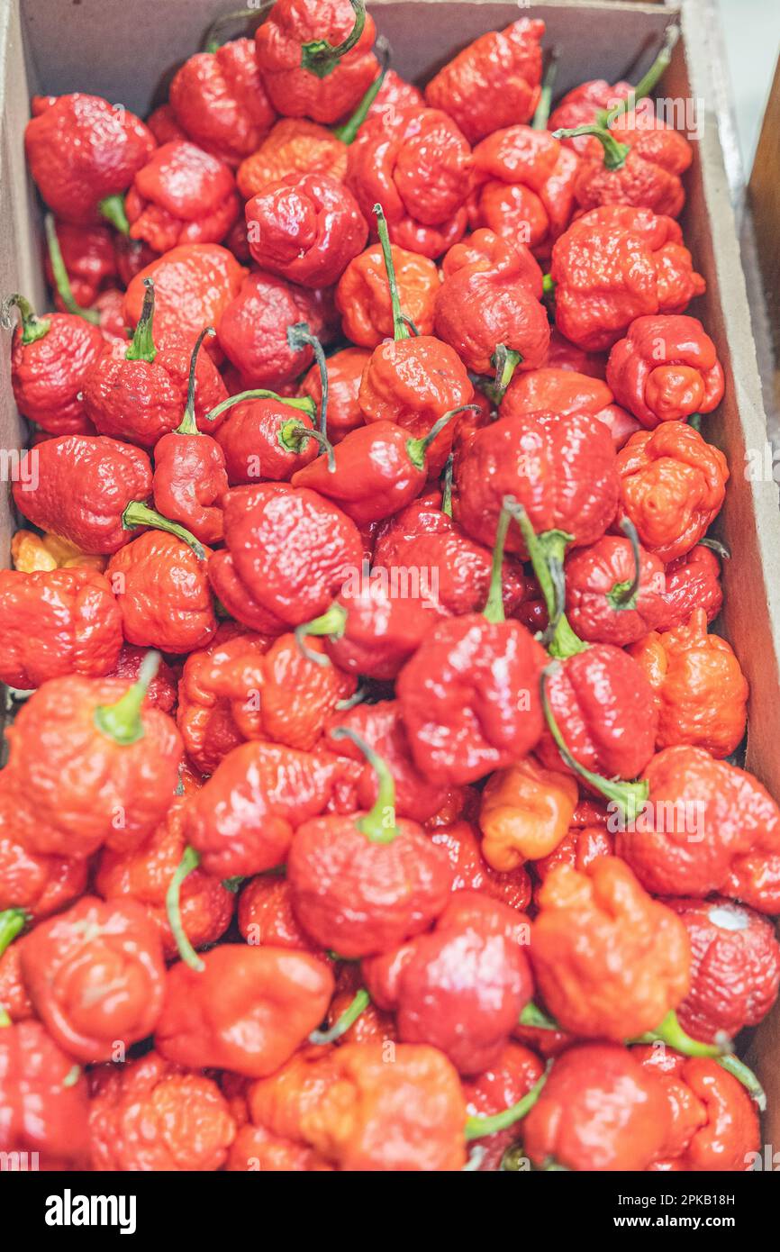 Vertical photo closeup of red chili in large quantities, inside a ...