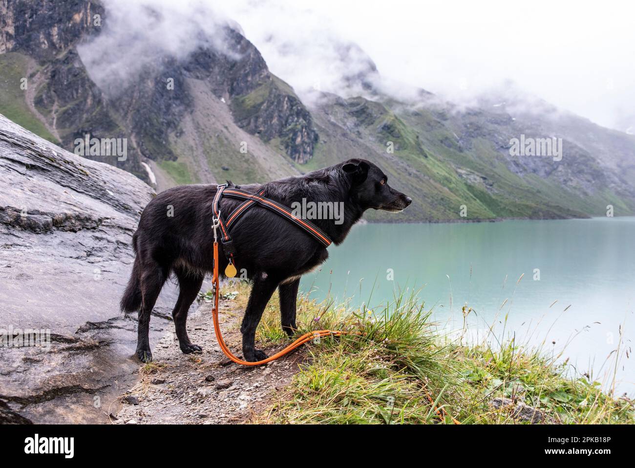 Hiking with the dog in the alpine landscape of Kaprun reservoirs ...