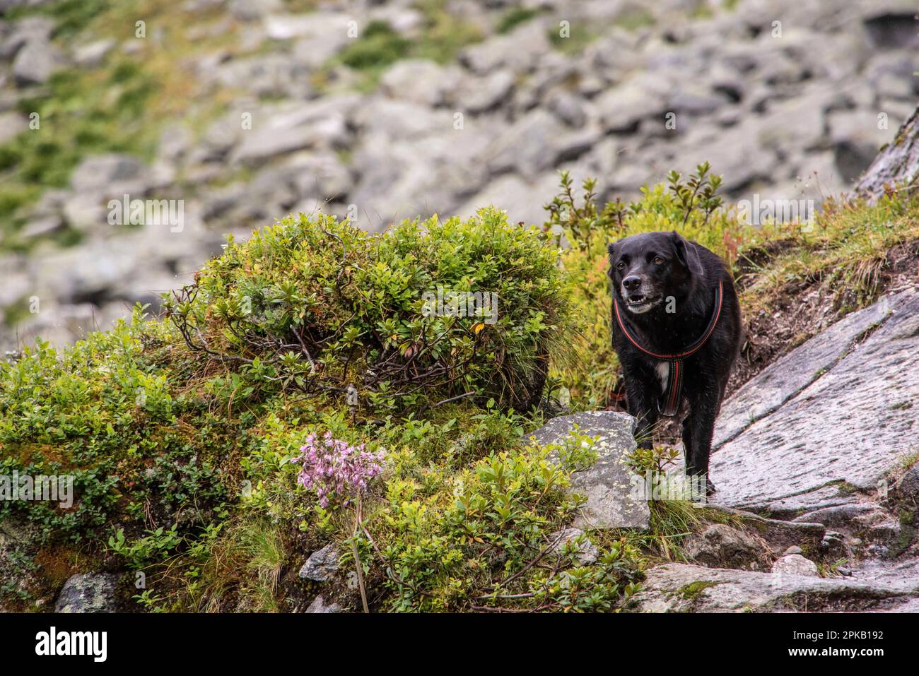 Woman hiking with her dog in the High Tauern National Park, the ...