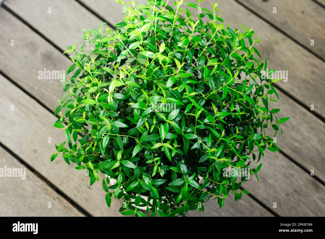 Green leaves of myrtle tree, top view Stock Photo - Alamy