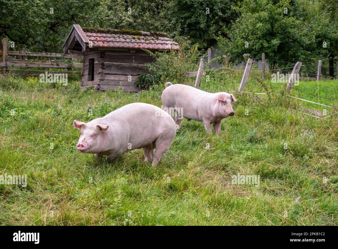 Pigs having fun hi-res stock photography and images - Alamy
