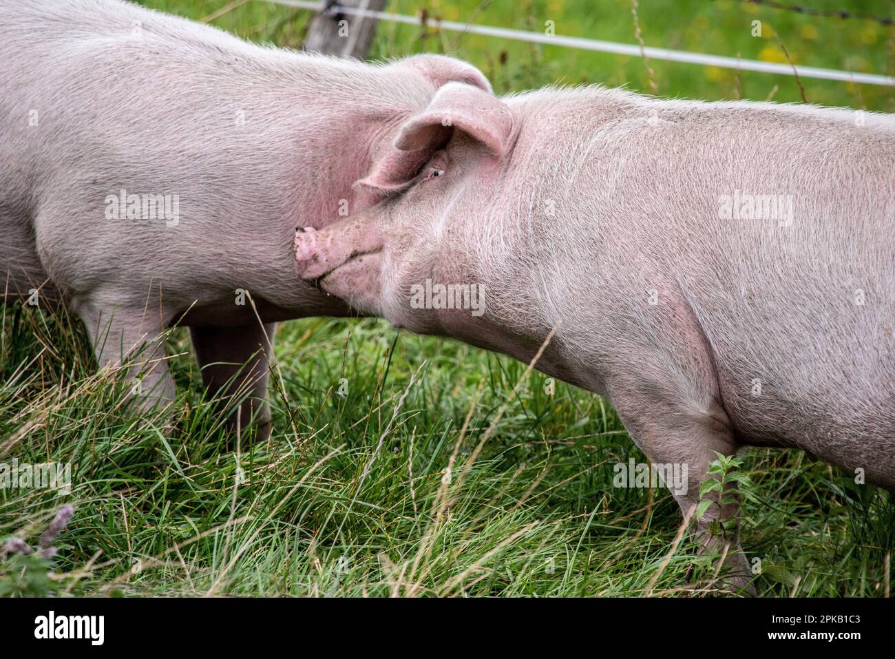 Two pigs having fun on a grass meadow in the Austrian Alps Stock Photo ...