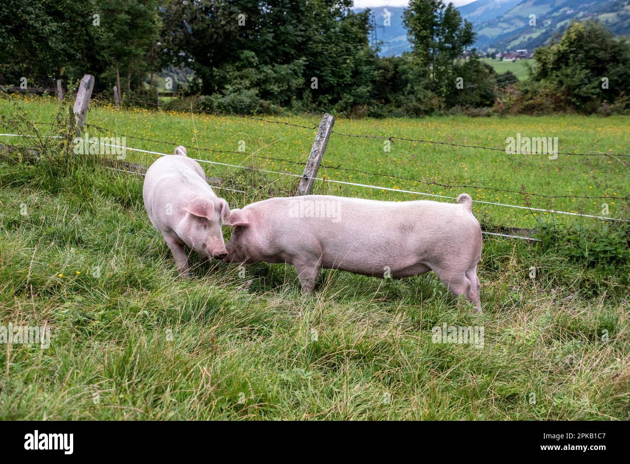 Boar alps hi-res stock photography and images - Alamy