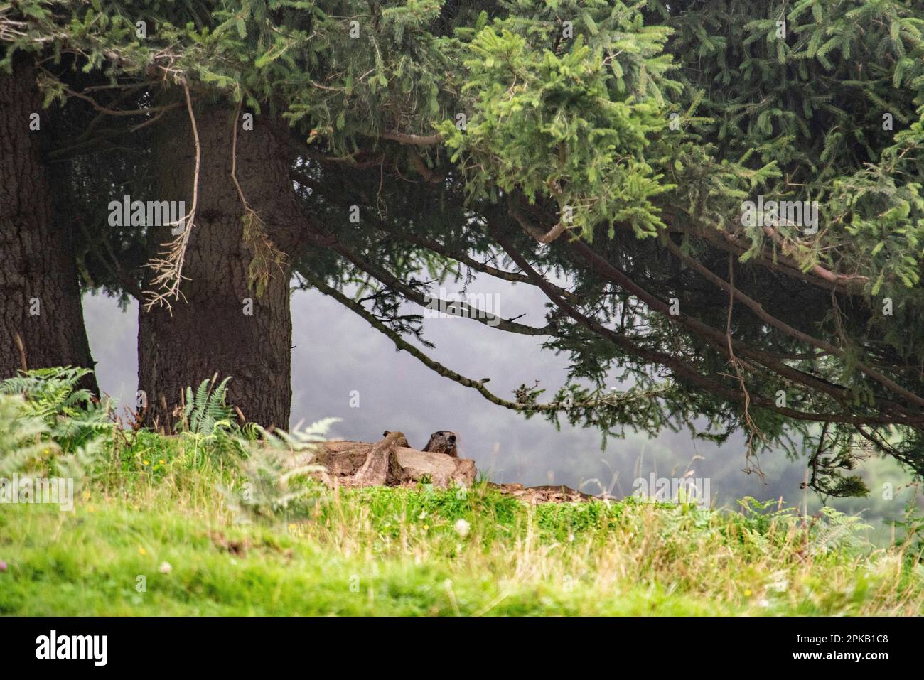 A marmot hiding beneath a big fir tree, High Tauern National Park ...