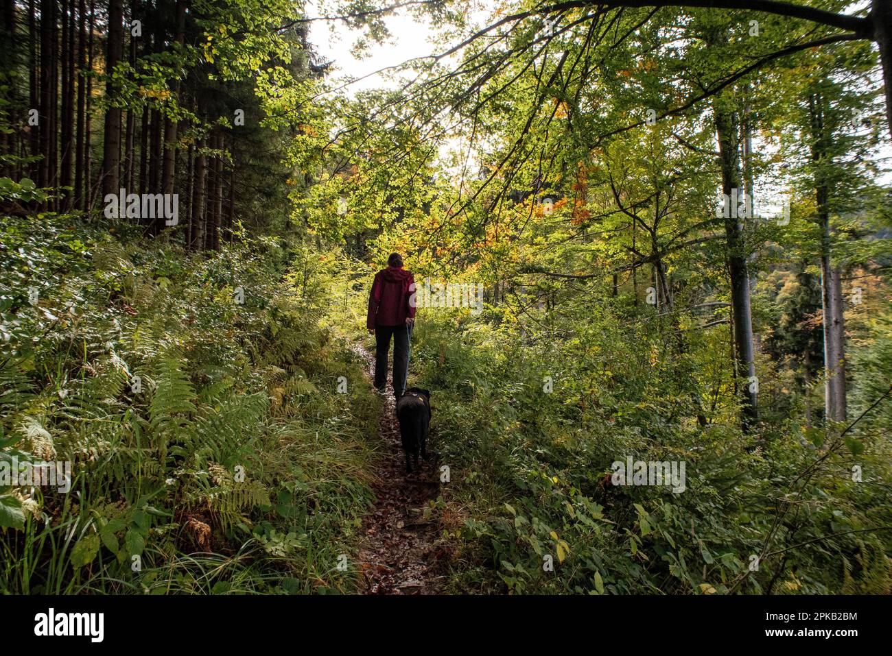 Hiking with a dog in the forest near lake Schliersee in Bavaria ...