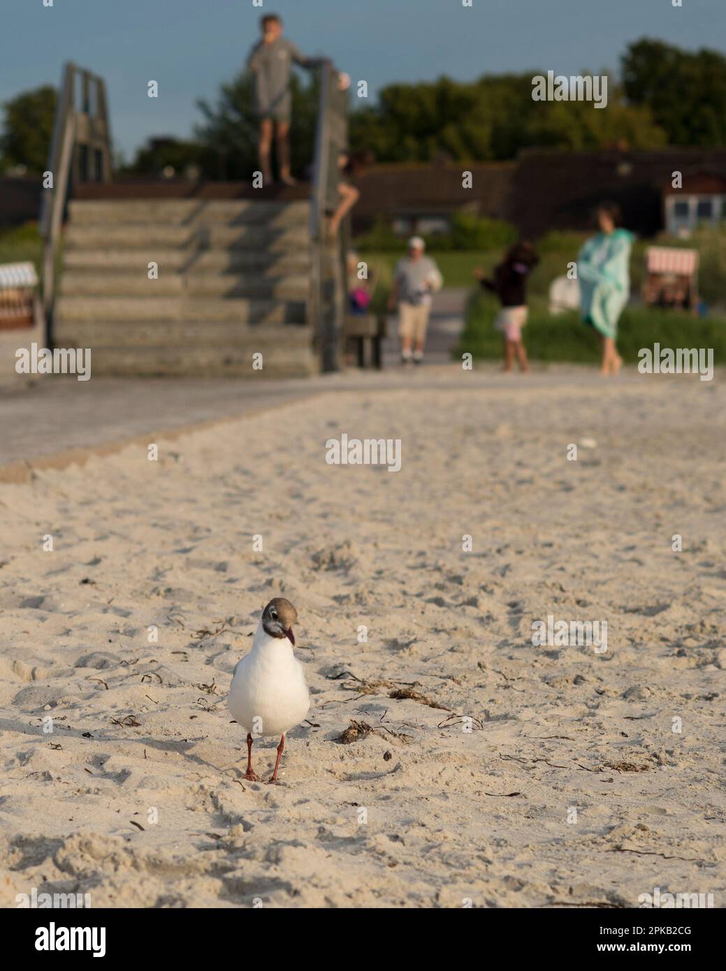 Beach, bird, focus in foreground Stock Photo - Alamy