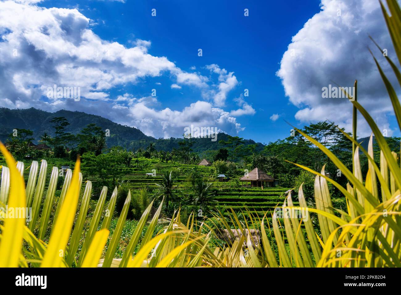 View into the rice fields in the morning sidemen hi-res stock ...