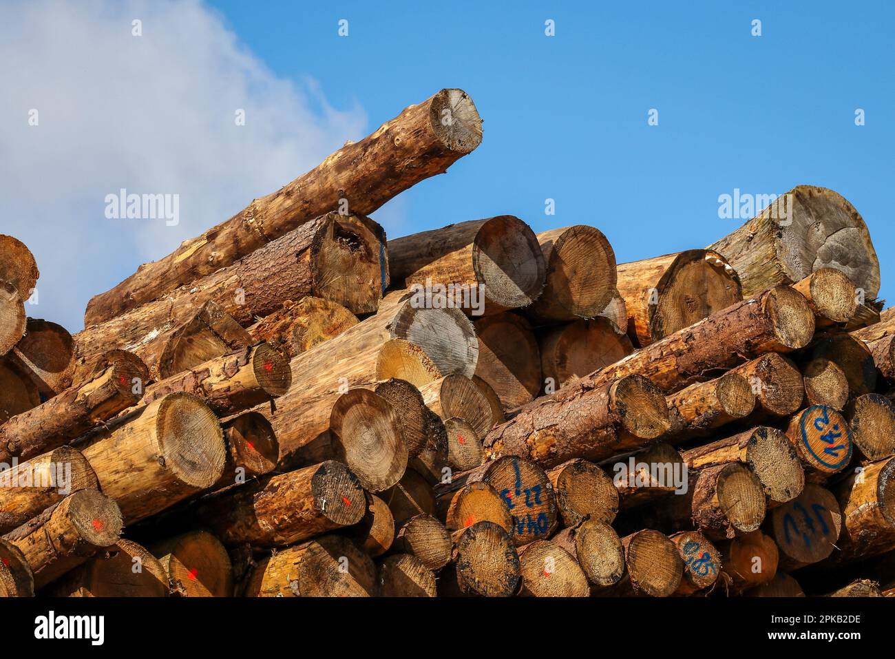 Duisburg, North Rhine-Westphalia, Germany - Timber storage, tree trunks ...