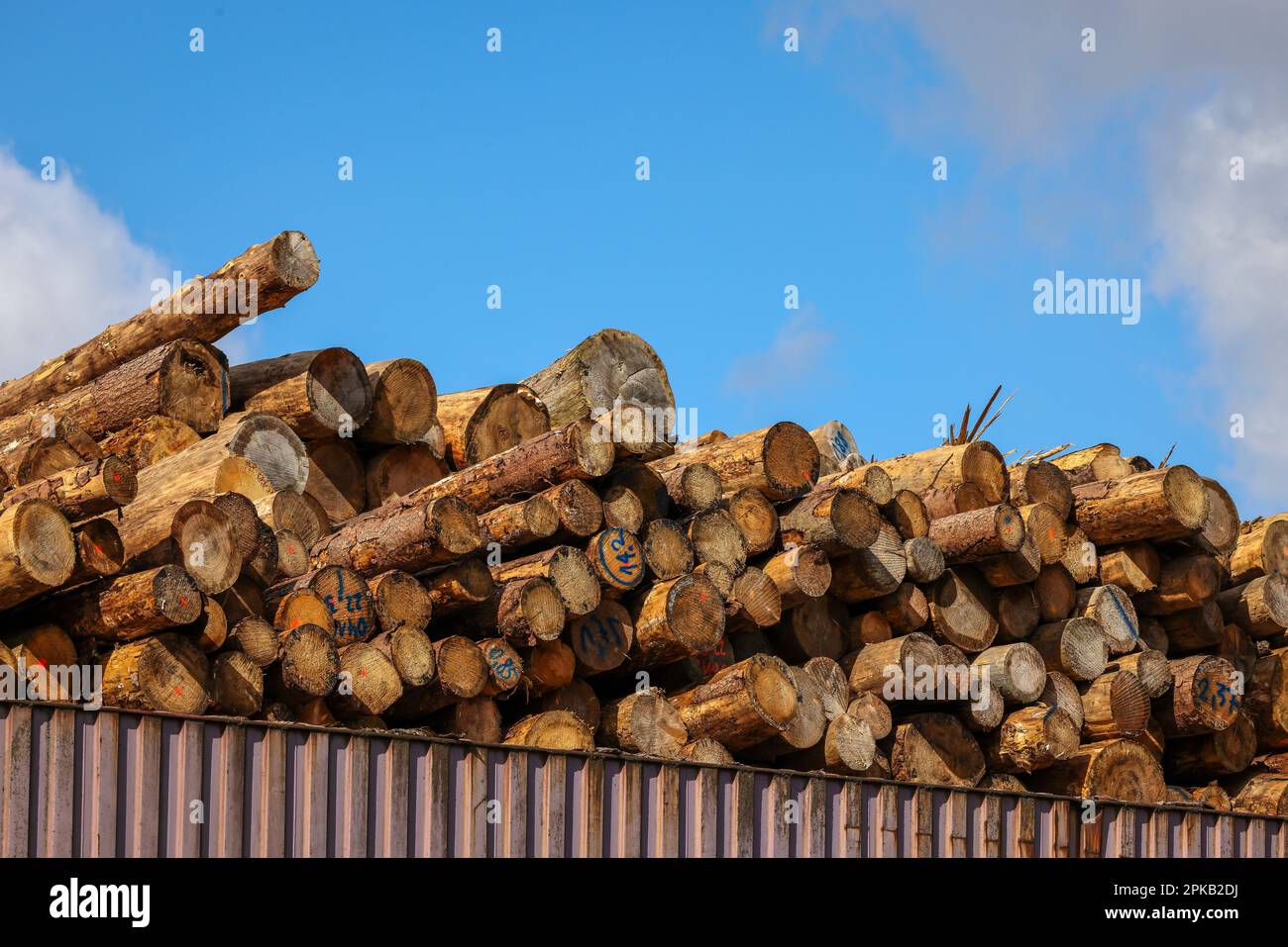 Duisburg, North Rhine-Westphalia, Germany - Timber storage, tree trunks ...