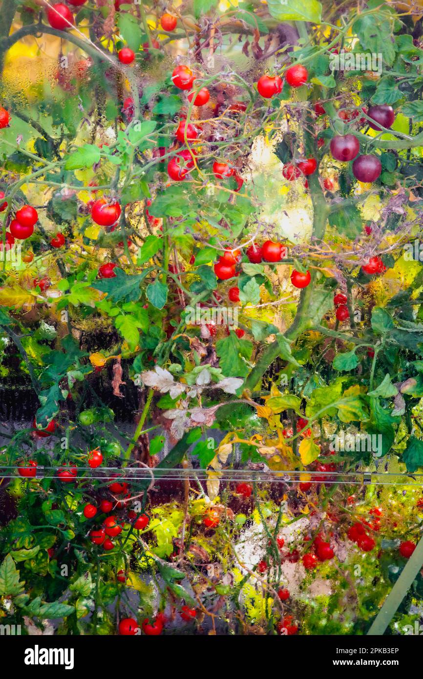 Tomatoes, Garden, Greenhouse, Fanö, Island, summer, Denmark Stock Photo ...