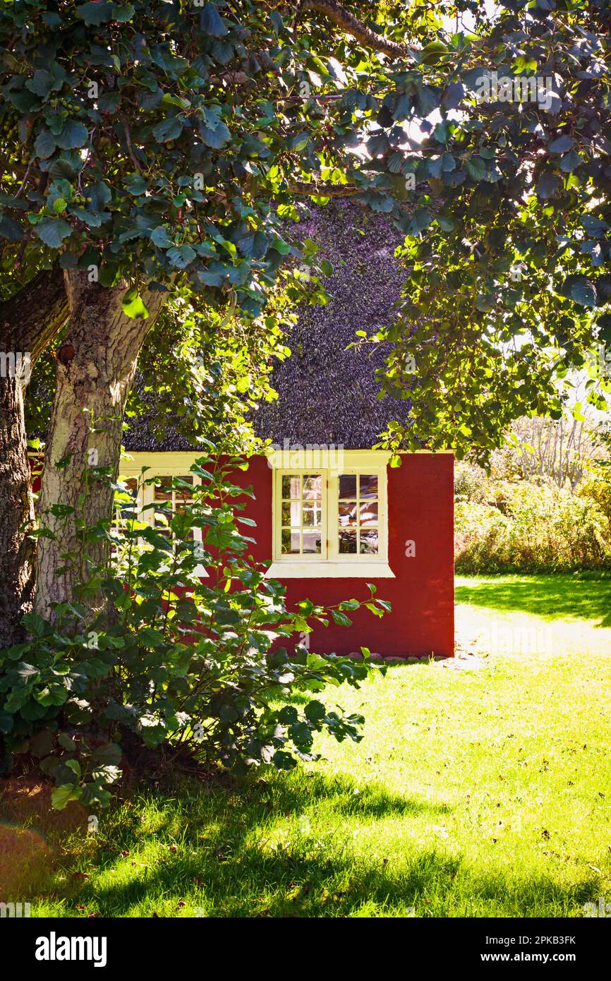 House, Tree, Nordby, Fanö, island, Denmark Stock Photo - Alamy