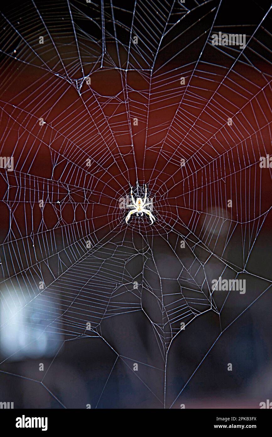 Spider, Spider web, Animals, Fanö, Island, summer, Denmark Stock Photo ...