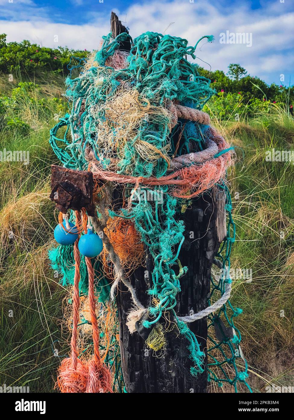 Flotsam and jetsam, plants, dune, Fanö, island, summer, Denmark Stock ...