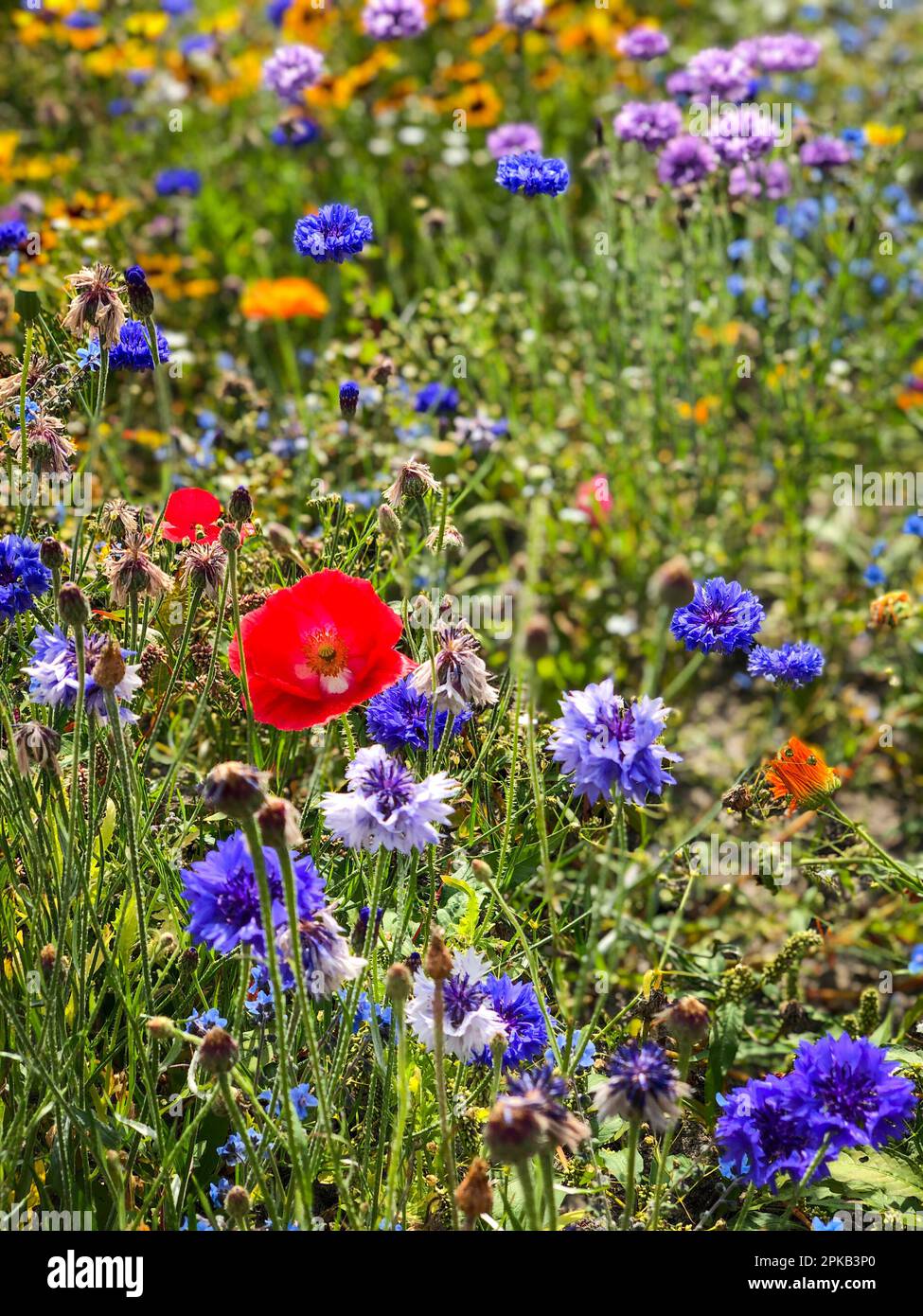 Flower meadow, corn poppy, cornflower, Fanö, island, landscape, summer ...