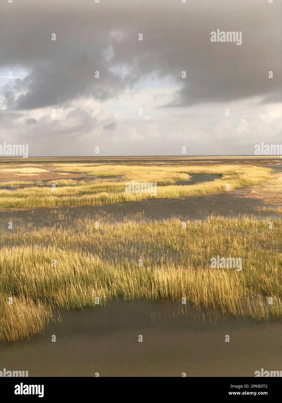 Salt marshes, Priel, Water, Fanö, Island, landscape, summer, Denmark ...