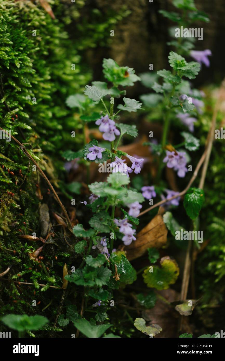 Gundermann hi-res stock photography and images - Alamy