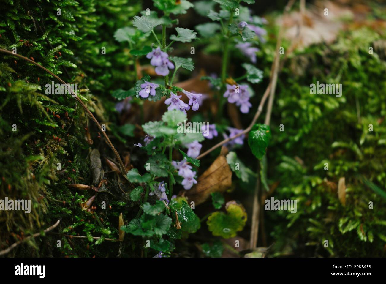 Gundermann hi-res stock photography and images - Alamy