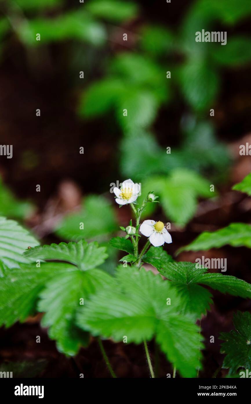 Strawberry feeding hi-res stock photography and images - Alamy