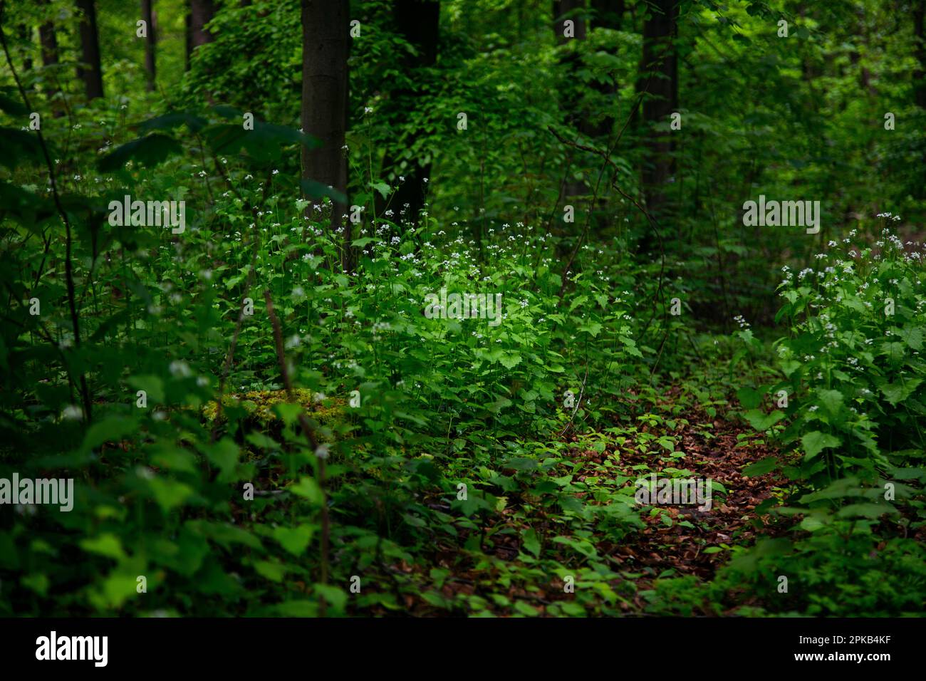 Rocket mustard hi-res stock photography and images - Alamy