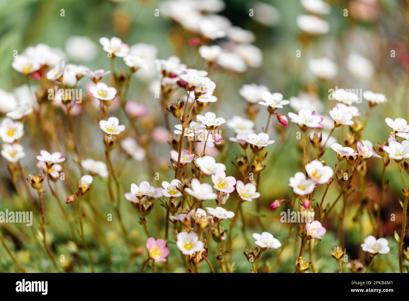 Wax bloom hi-res stock photography and images - Alamy
