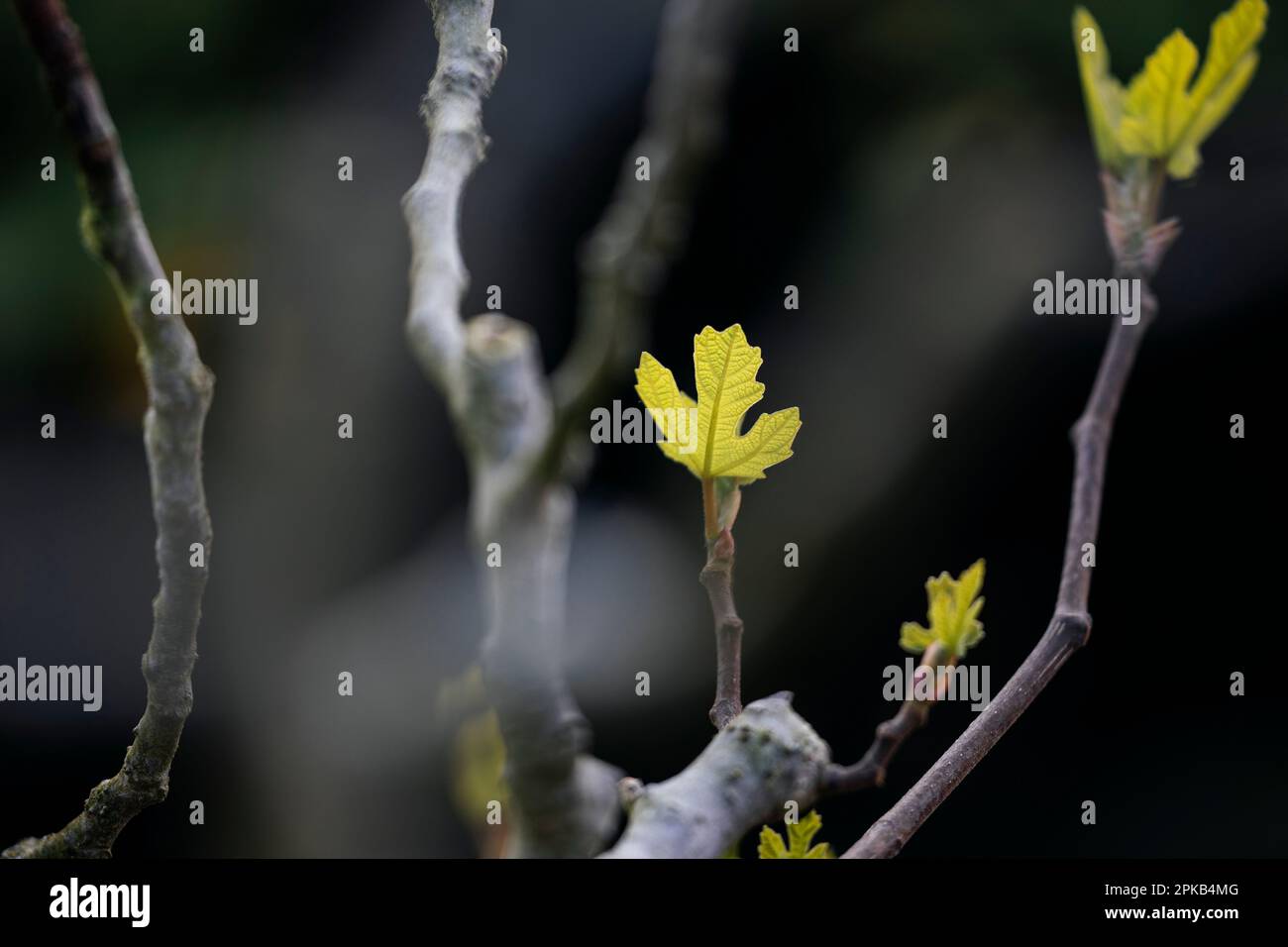 Fig stack hi-res stock photography and images - Alamy