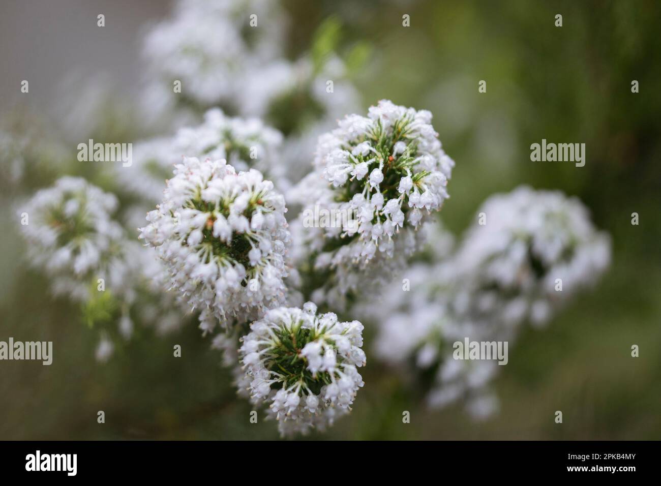 Flowering tree heather Stock Photo - Alamy