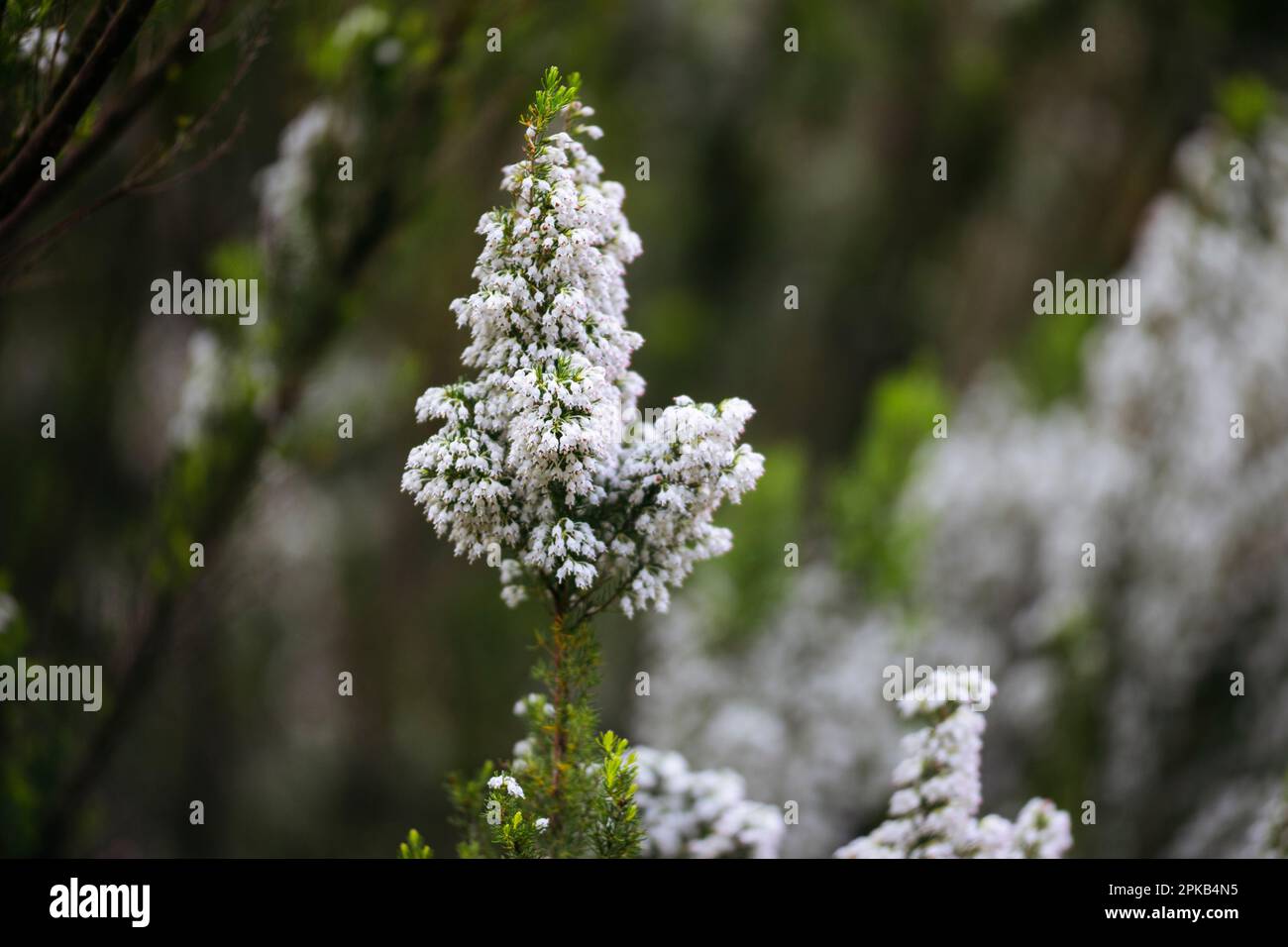Flowering tree heather Stock Photo - Alamy