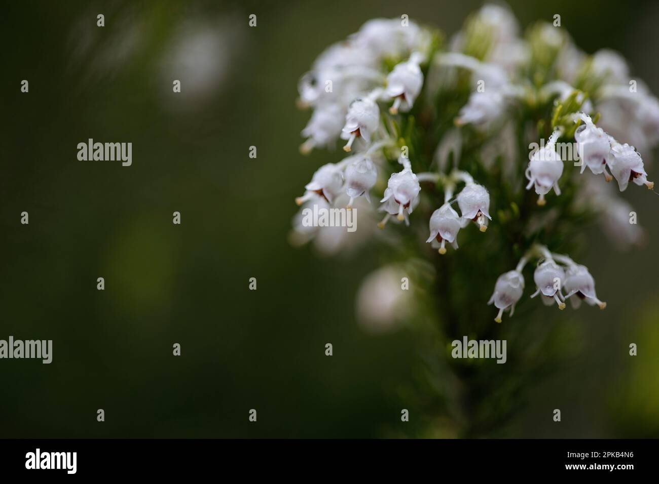 Flowering tree heather Stock Photo - Alamy