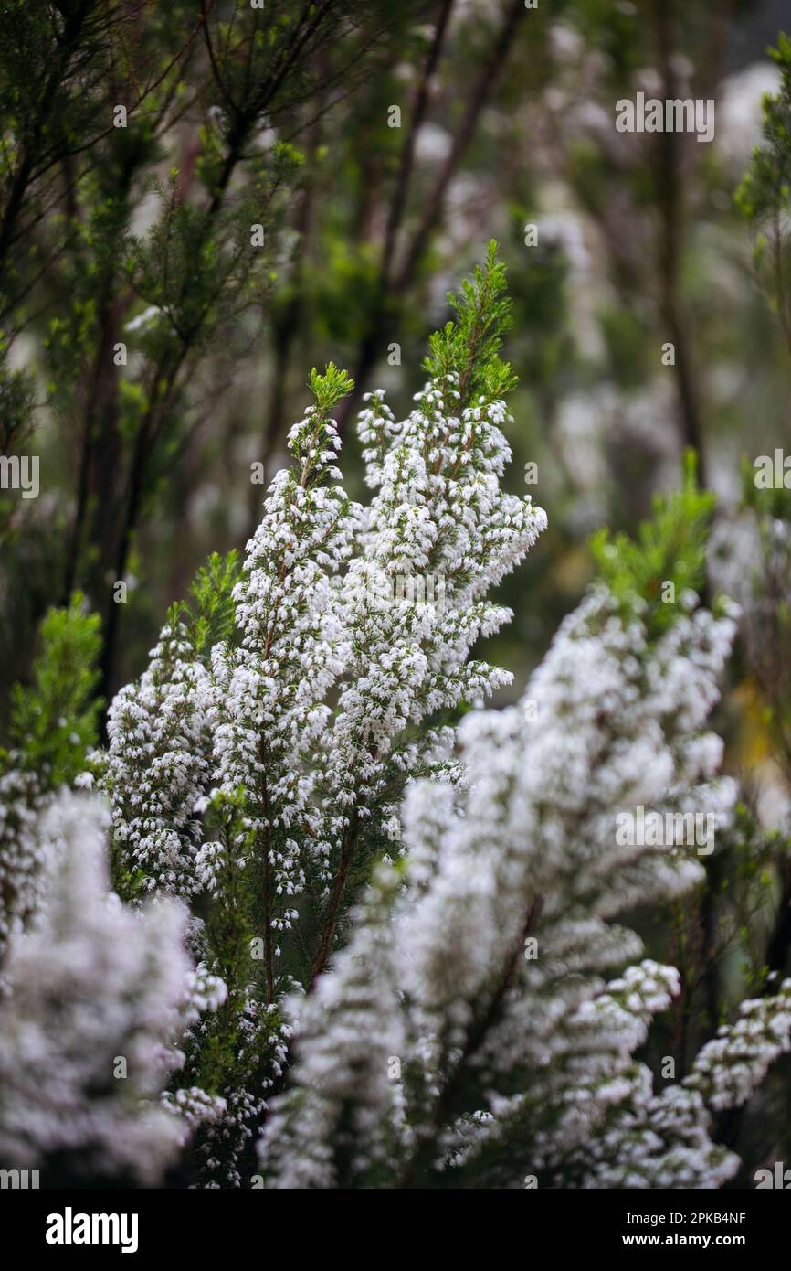 Flowering tree heather Stock Photo - Alamy