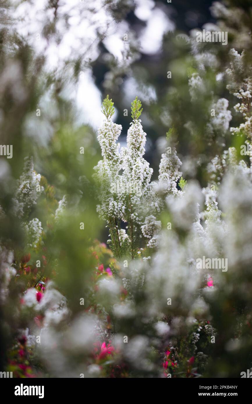 Flowering tree heather Stock Photo - Alamy