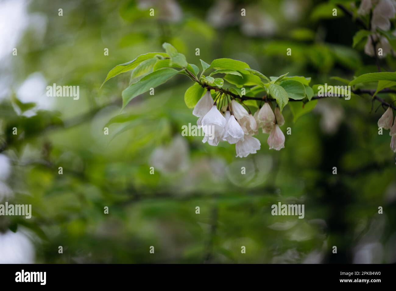 Snowdrop tree hi-res stock photography and images - Alamy