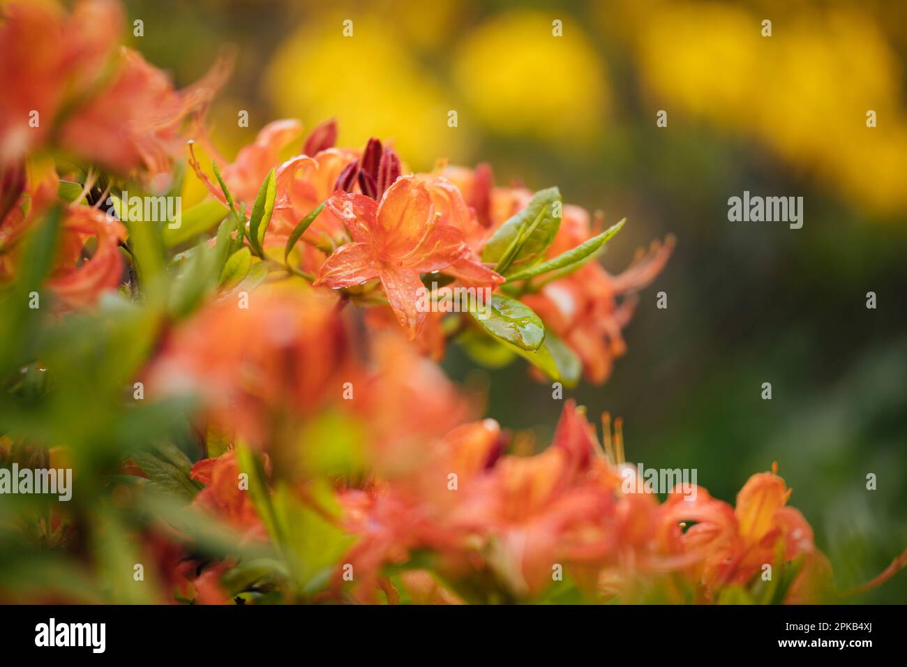 Azaleas plant hi-res stock photography and images - Alamy
